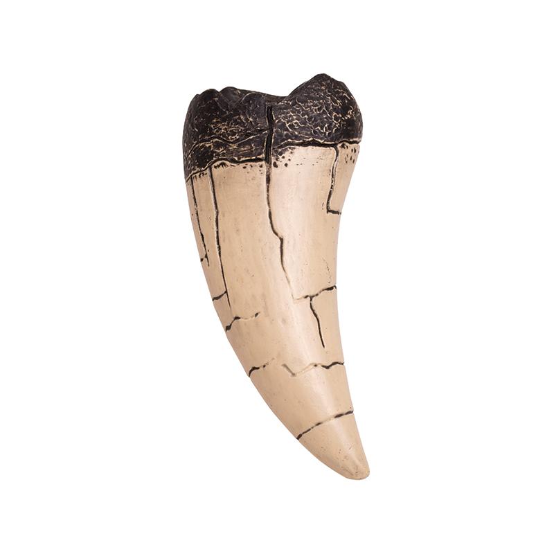 T-Rex Tooth Magnet | Glasgow Life Shop